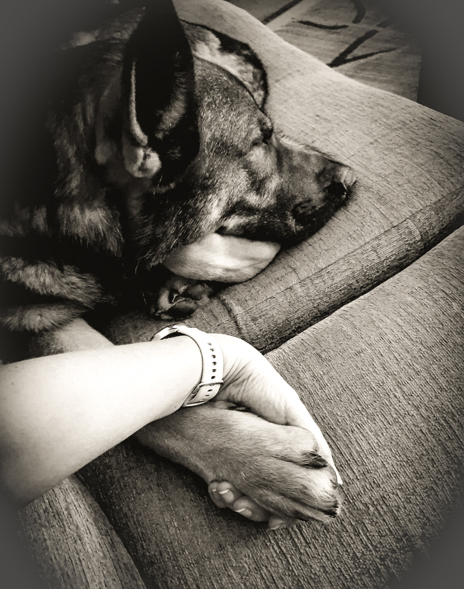 Retired Police Dog Goes On Quick Walk And Ends Up Saving A Missing ...