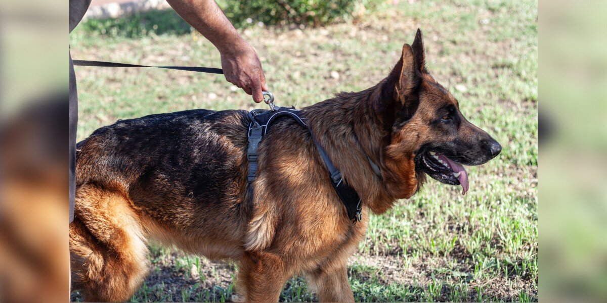 Retired Police Dog Goes On Quick Walk And Ends Up Saving A Missing ...