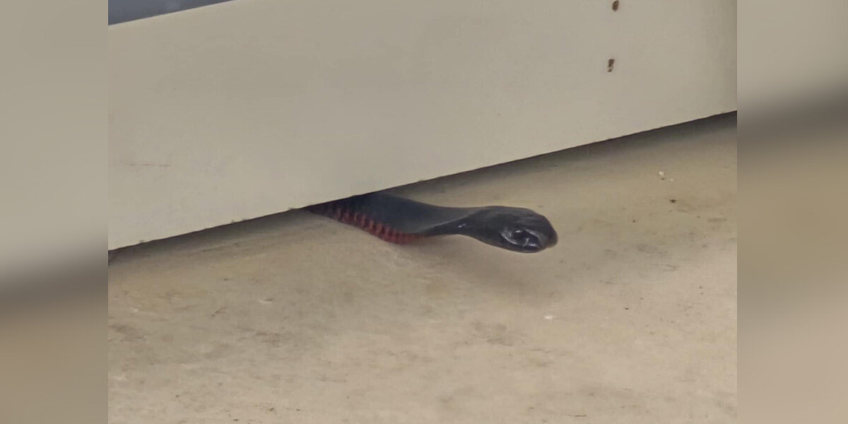 Woman Spots A Face Staring Back At Her From A Tiny Gap By The Floor ...