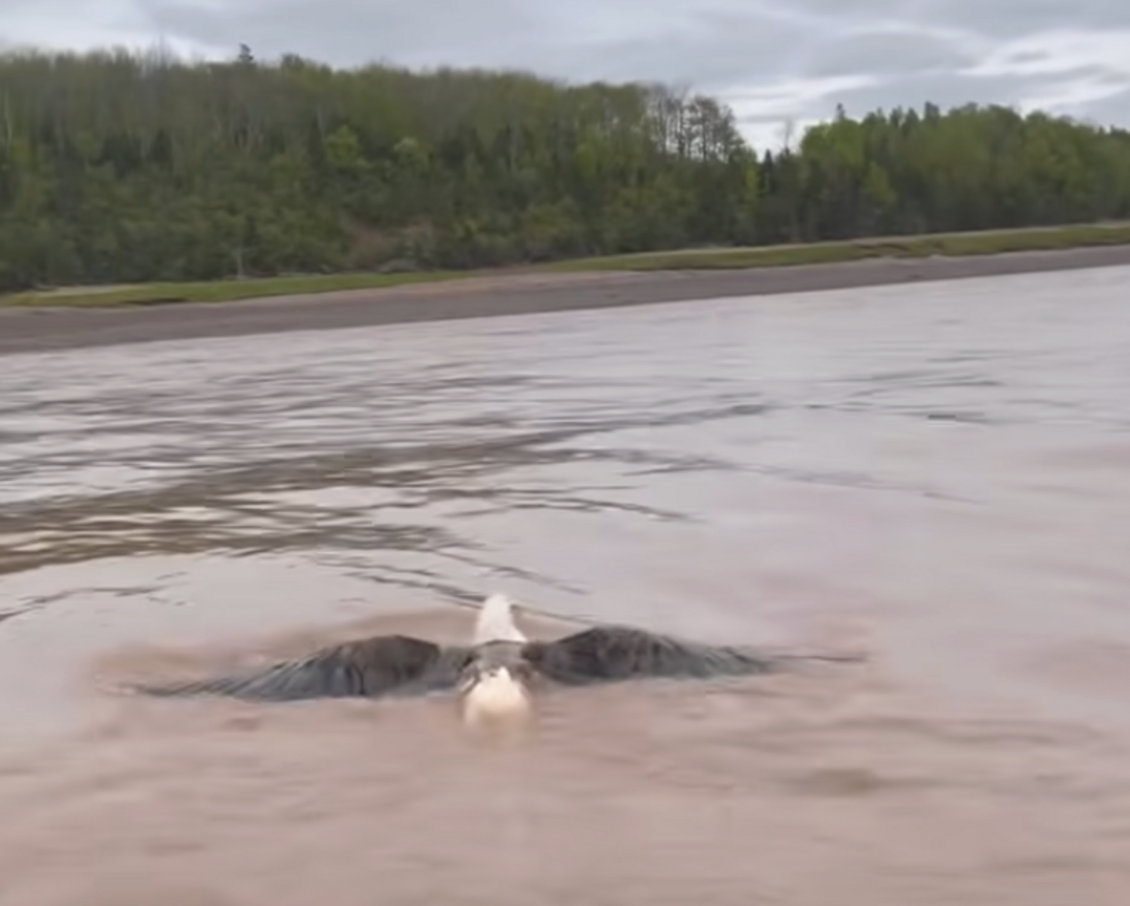 River Guide Drops Everything When He Sees A Majestic Animal Hit By A ...