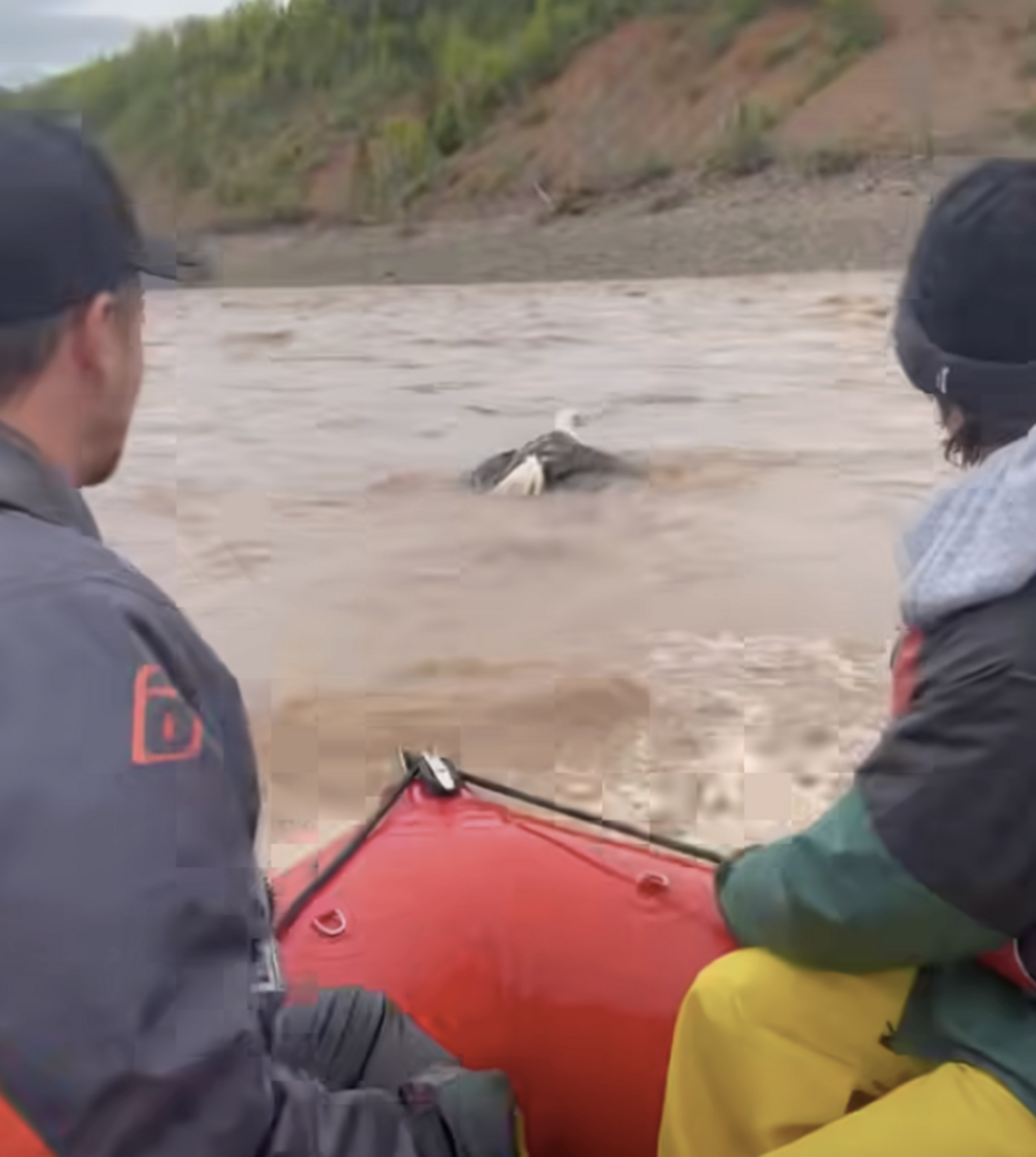 River Guide Drops Everything When He Sees A Majestic Animal Hit By A ...