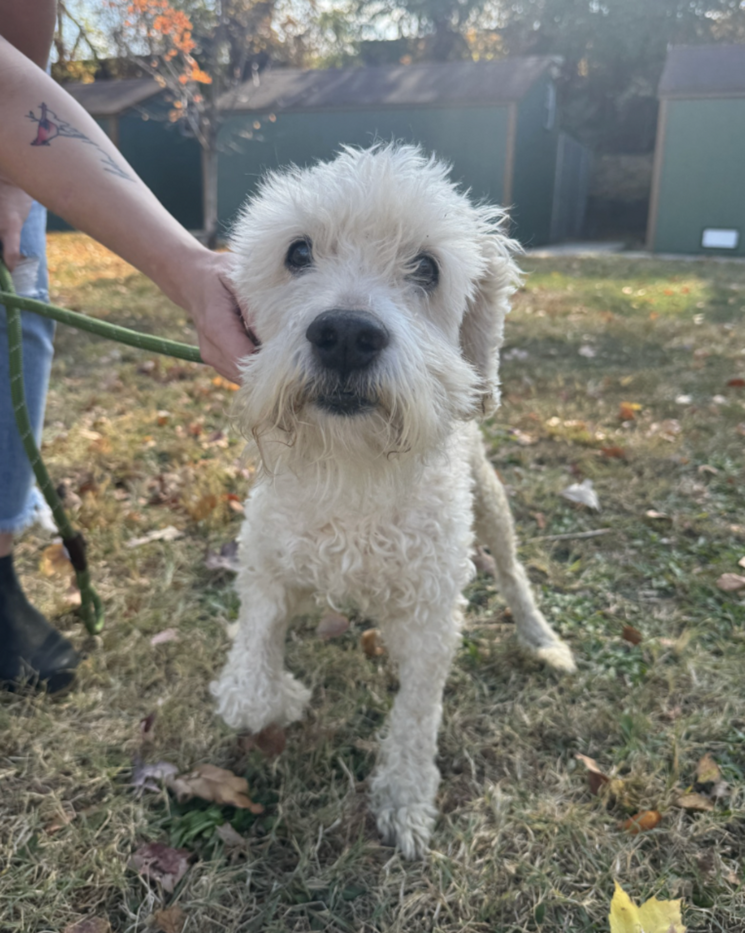 15-Year-Old Dog Left At Shelter Transforms Into A Puppy Again With TLC ...