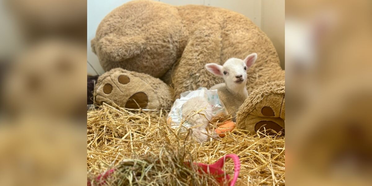 Recovering Rescue Sheep Snuggles Into A Huge Teddy For Comfort - The Dodo