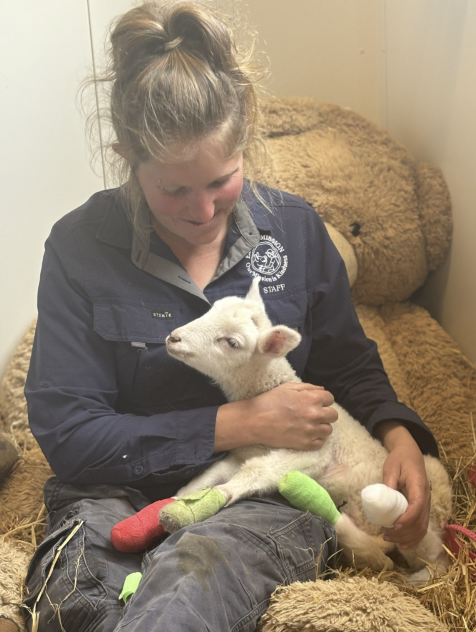 Recovering Rescue Sheep Snuggles Into A Huge Teddy For Comfort - The Dodo