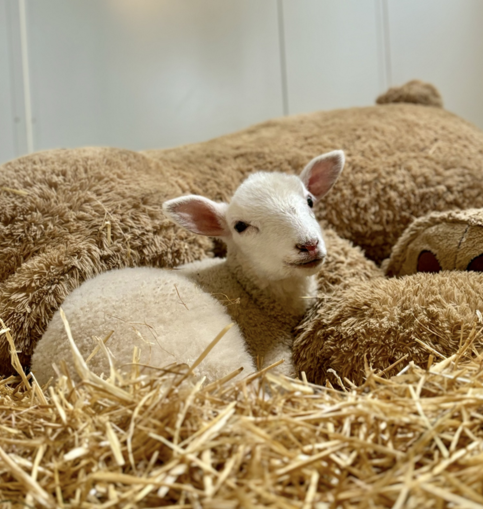 Recovering Rescue Sheep Snuggles Into A Huge Teddy For Comfort - The Dodo