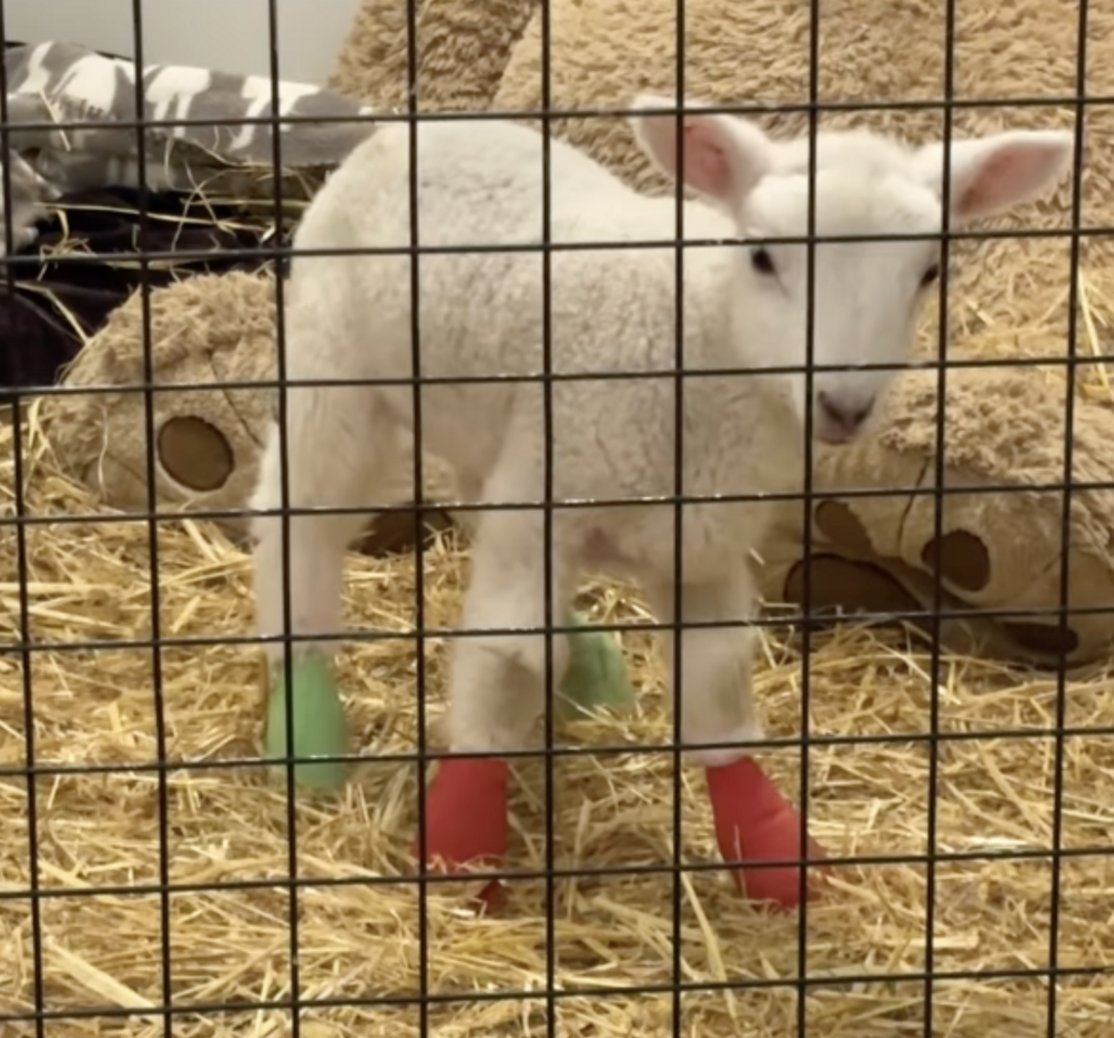 Recovering Rescue Sheep Snuggles Into A Huge Teddy For Comfort - The Dodo