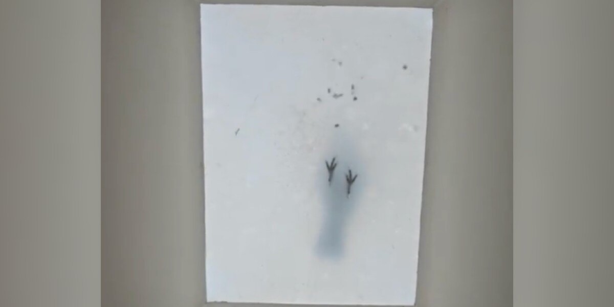 Woman Working In Her Office Keeps Hearing Strange Noises. Then She ...