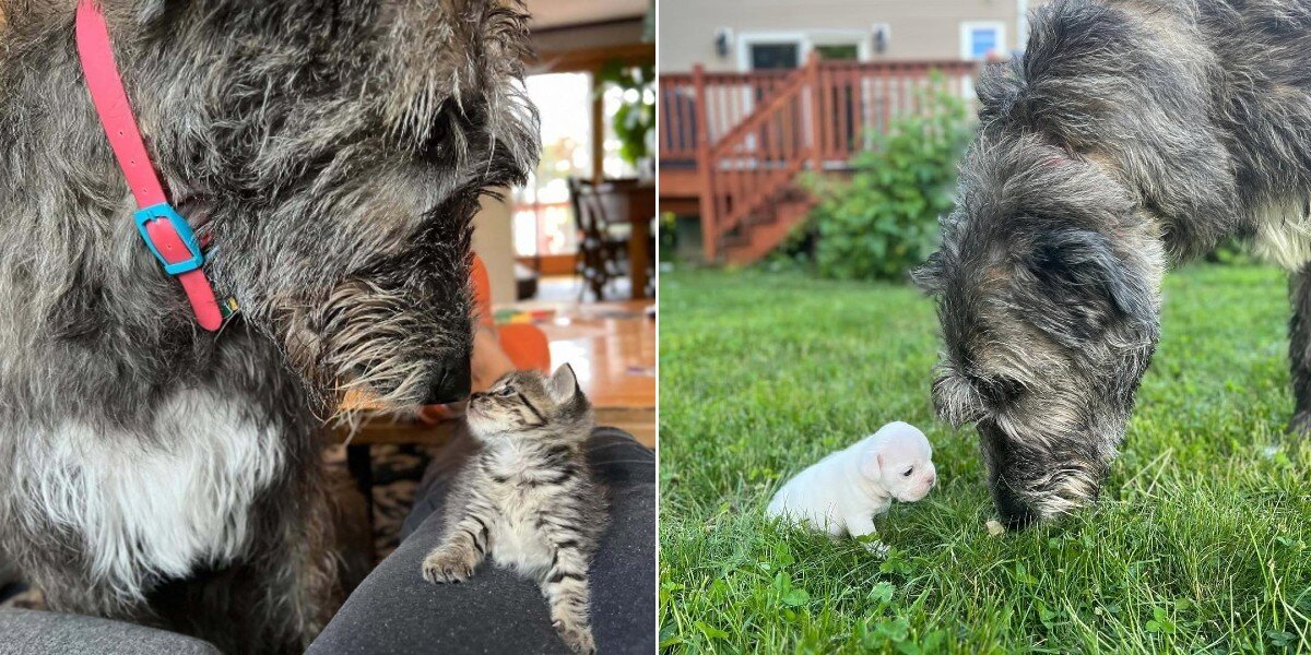 Fluffy Giant Visits Local Animal Shelter Every Day And Changes Lives ...