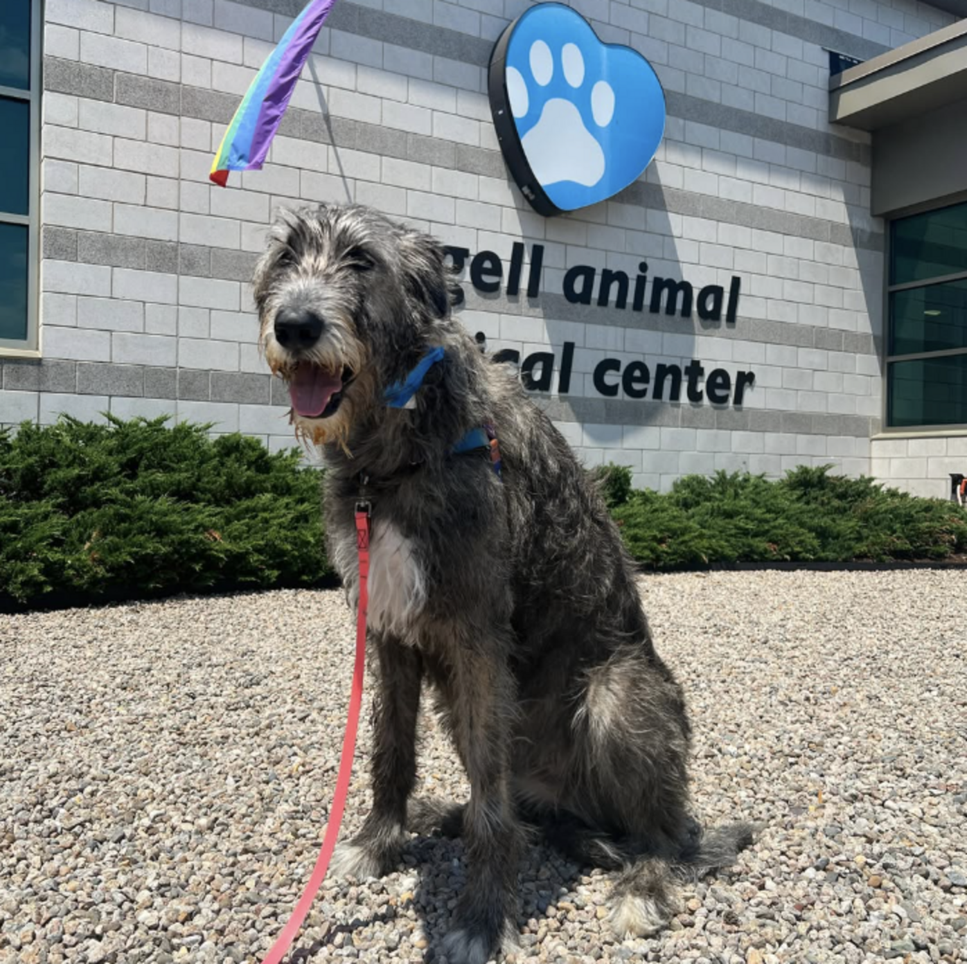 Fluffy Giant Visits Local Animal Shelter Every Day And Changes Lives ...