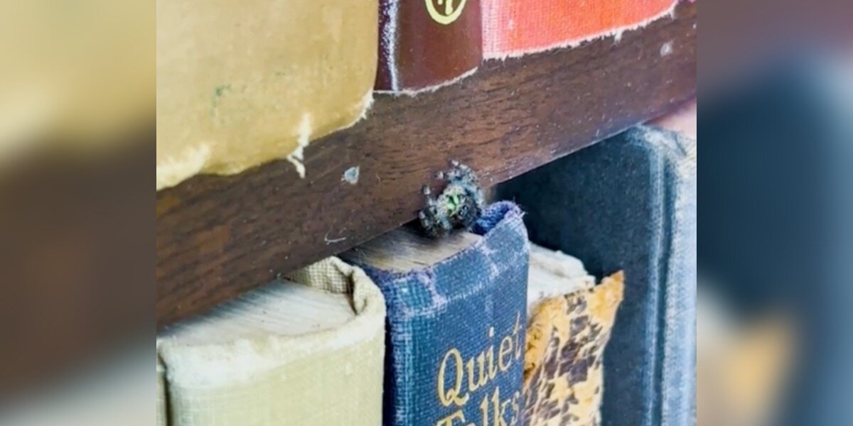 Couple Has Shared School Bus With Tiny Spider For The Past Several ...