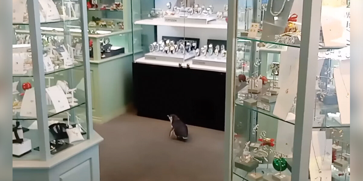 Unsuspecting Man Suddenly Realizes He's Being Followed By A Penguin ...
