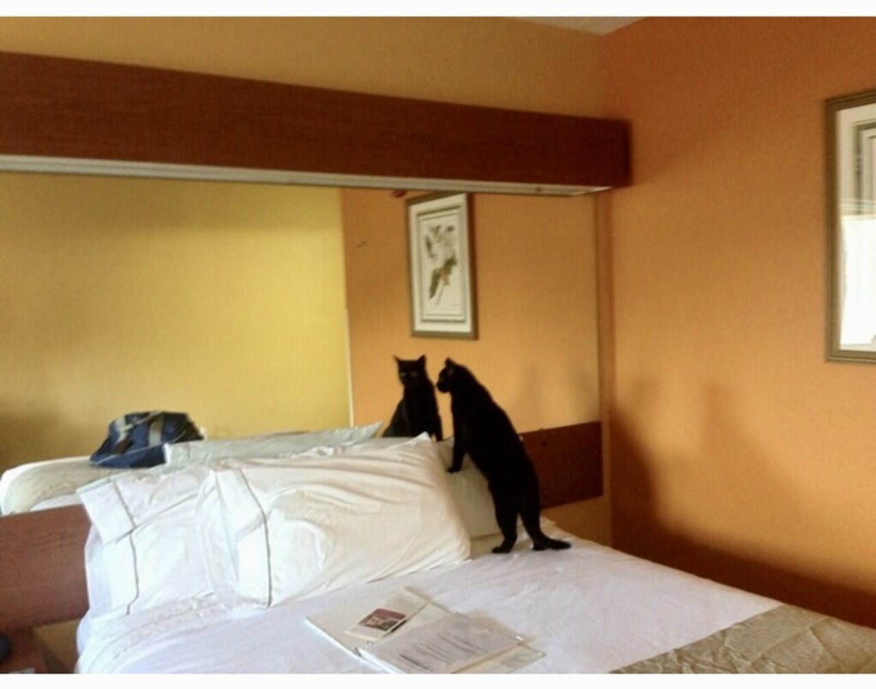 Cat Who Loves Hiding In Walls Will Only Be Lured Out With Reverse ...