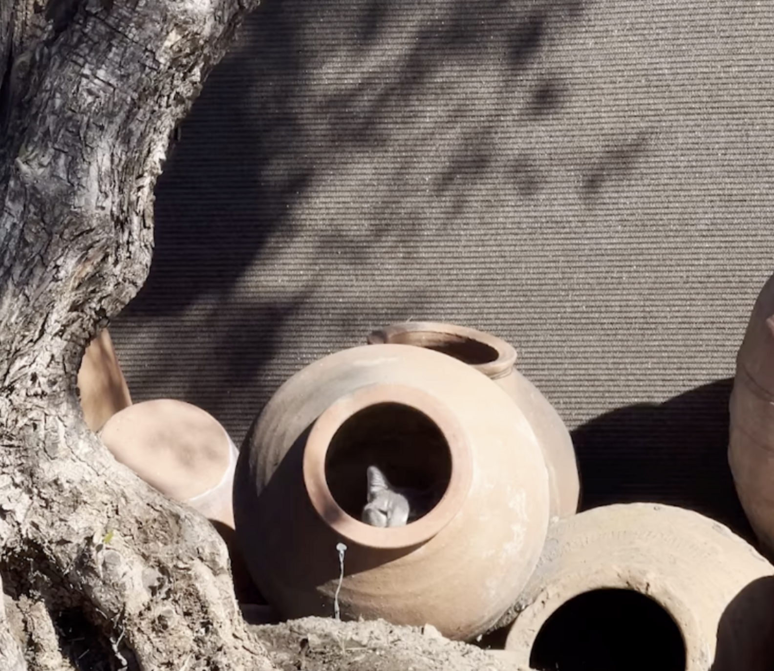 He Lived In A Piece Of Pottery Until Someone Finally Noticed Him - The Dodo