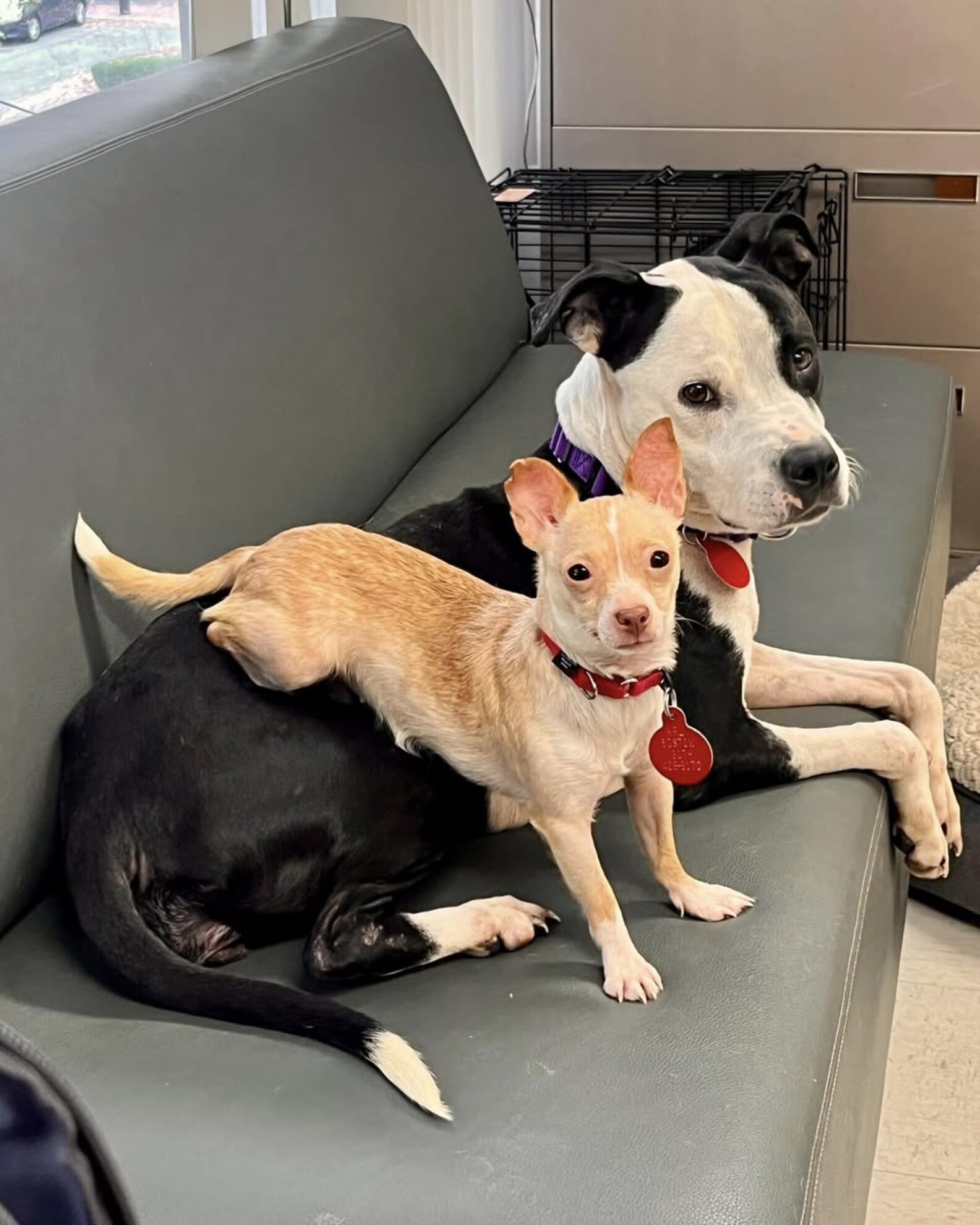 ‘Unlikely’ Shelter Dog Duo Comfort Each Other Until Something Amazing ...