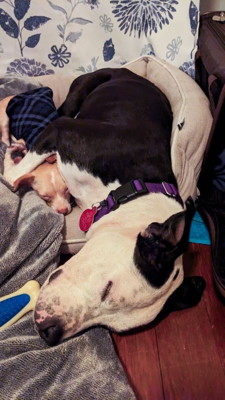 ‘Unlikely’ Shelter Dog Duo Comfort Each Other Until Something Amazing ...