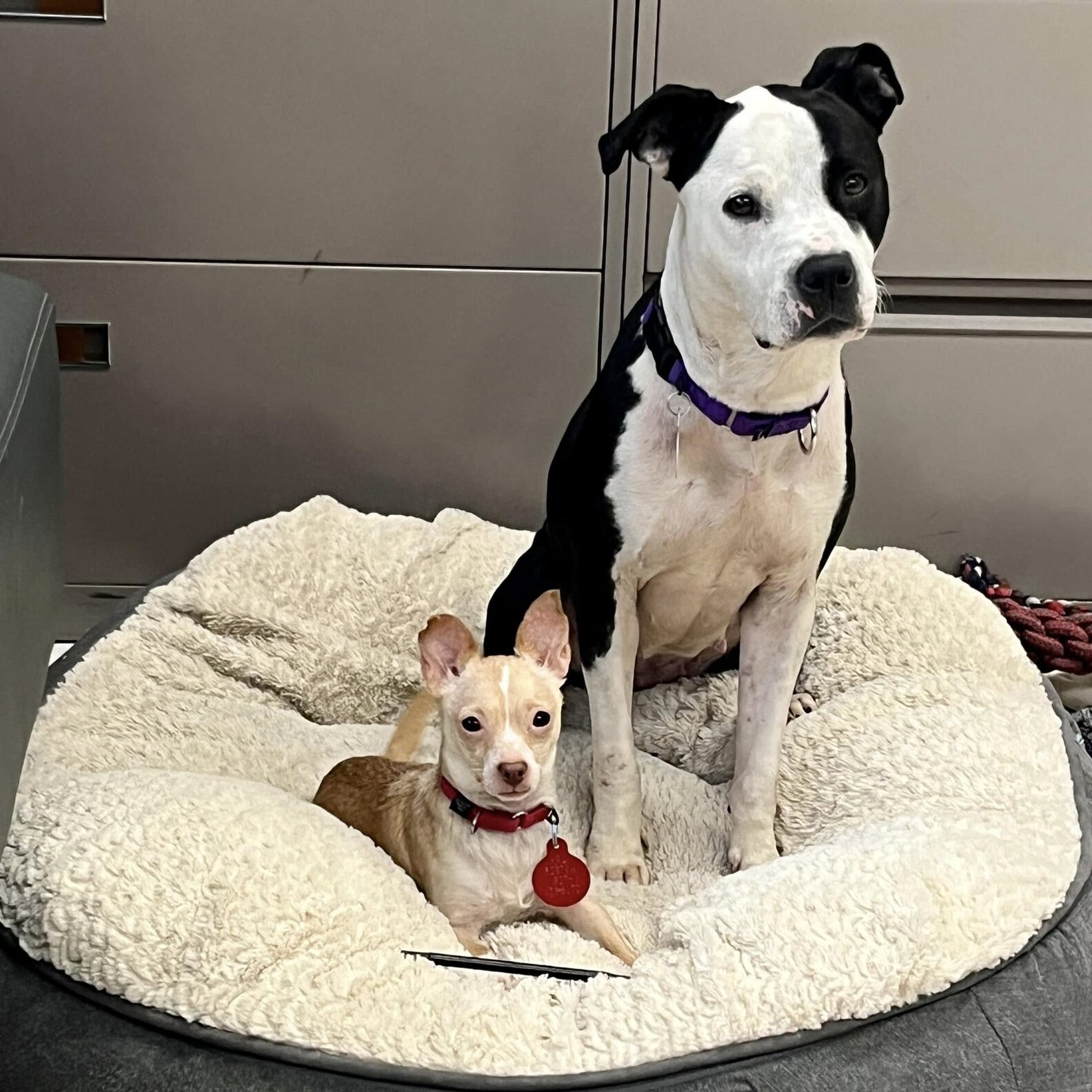 ‘Unlikely’ Shelter Dog Duo Comfort Each Other Until Something Amazing ...