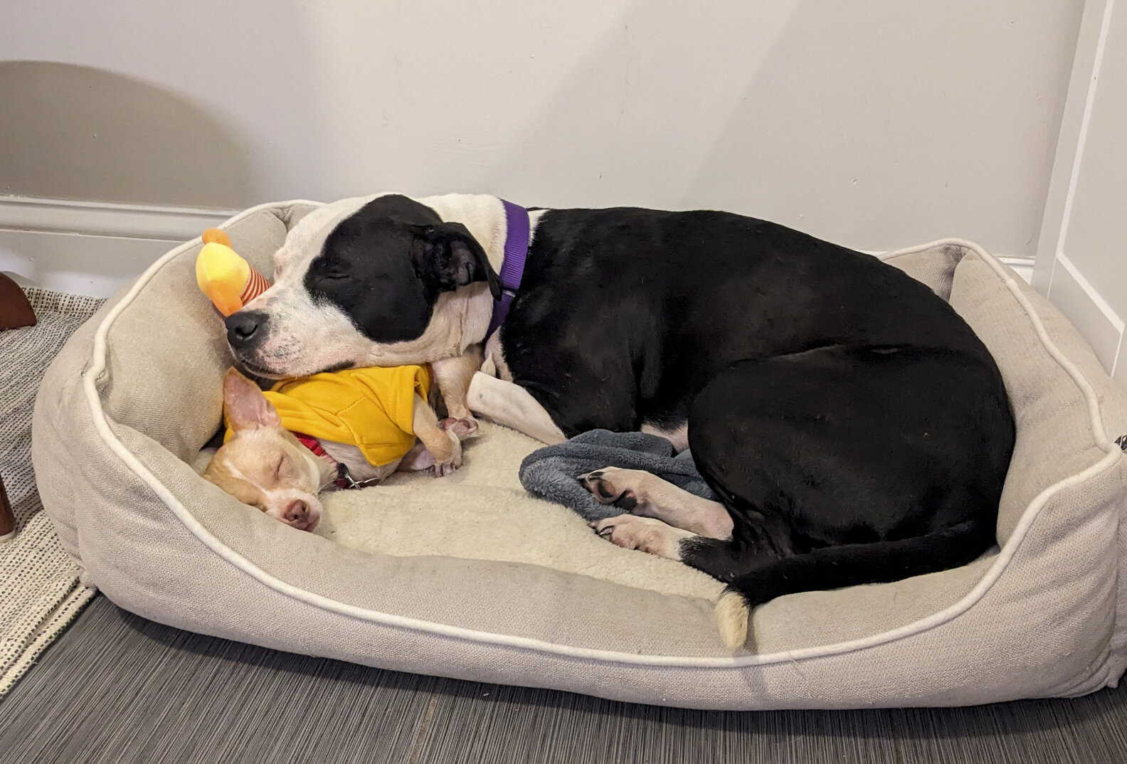 ‘Unlikely’ Shelter Dog Duo Comfort Each Other Until Something Amazing ...