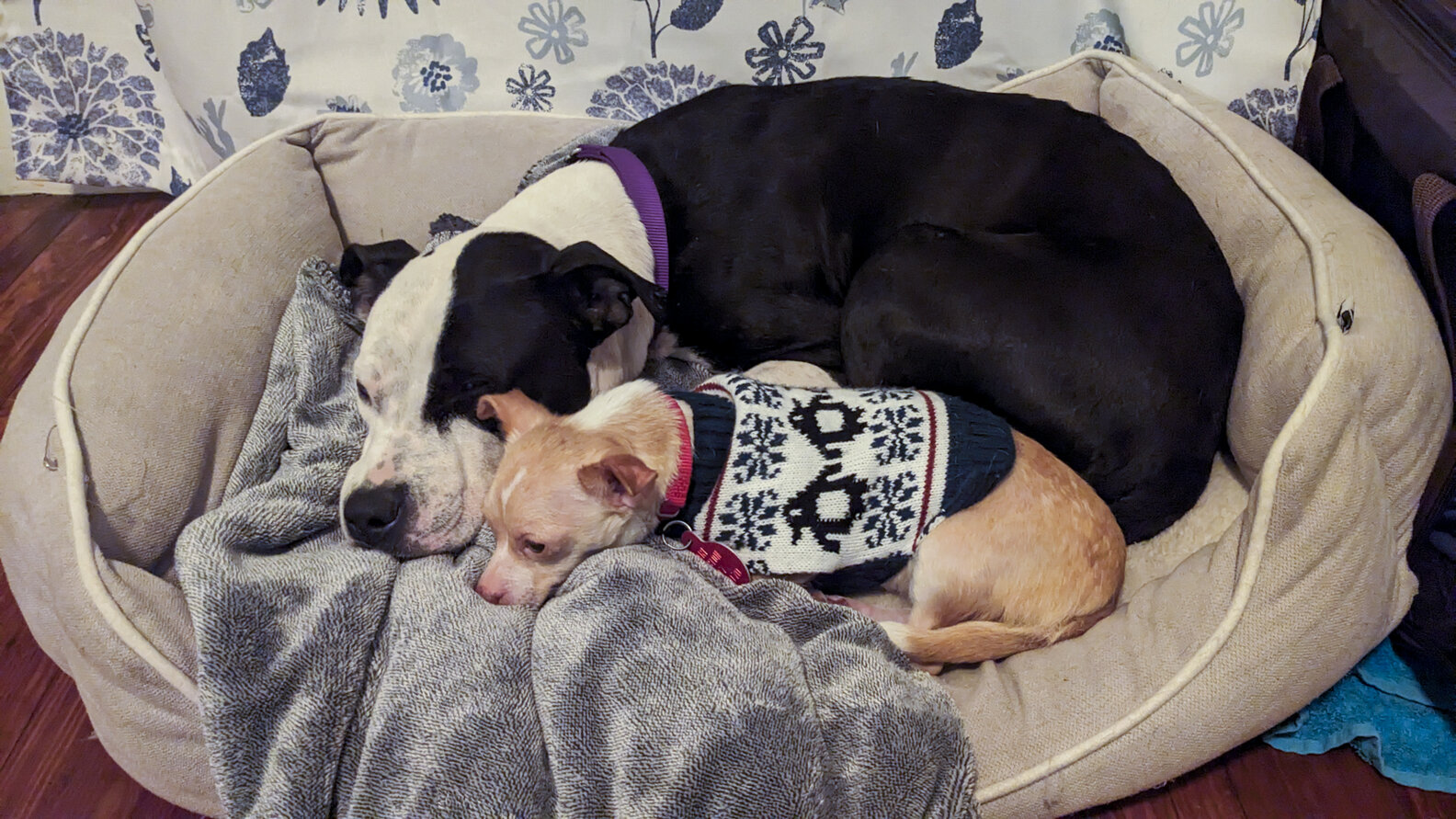 ‘Unlikely’ Shelter Dog Duo Comfort Each Other Until Something Amazing ...