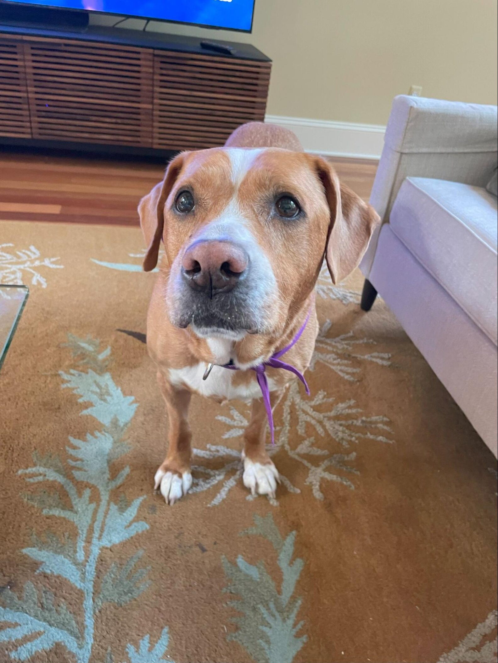 Security Camera Catches Sneaky Dog Checking Himself Out Of Animal ...