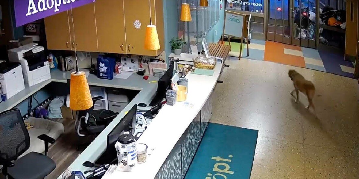 Security Camera Catches Sneaky Dog Checking Himself Out Of Animal ...