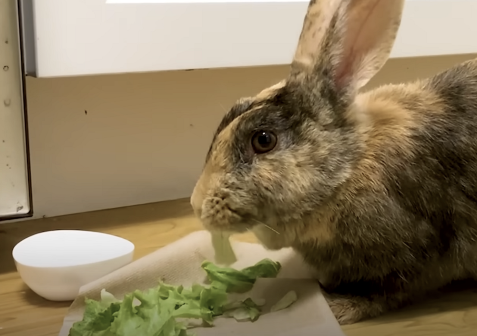 Woman Rescues Ball Of Fur By The Lake, Then Learns Her Secret - The Dodo