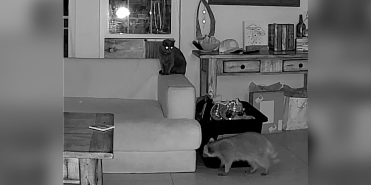 Camera Catches Cat Hanging Out With A Wild Visitor While Family Is Away ...