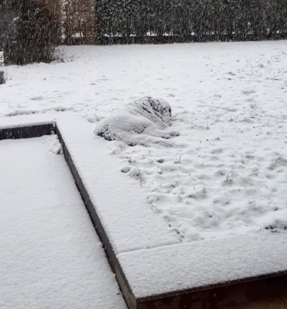 This Strange Clump Of Snow In Woman's Yard Is Actually Breathing - The Dodo