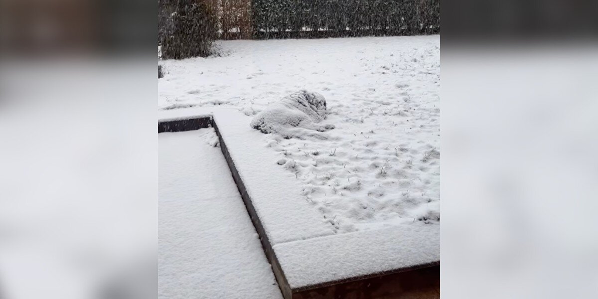 This Strange Clump Of Snow In Woman's Yard Is Actually Breathing - The Dodo