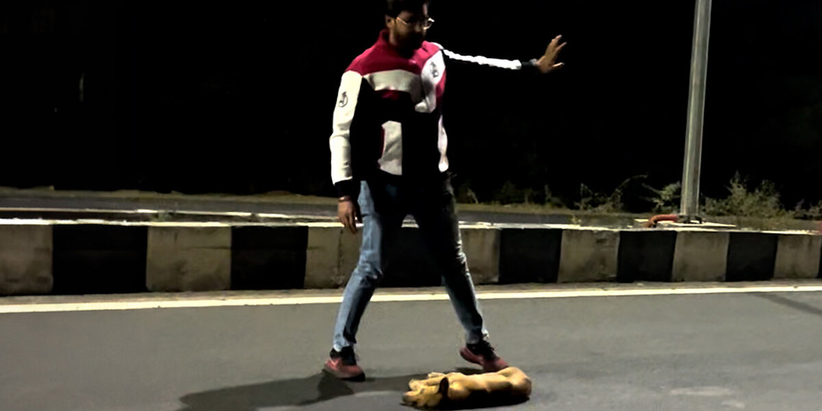 Dog Almost Run Over Is A Total Miracle - Videos - The Dodo