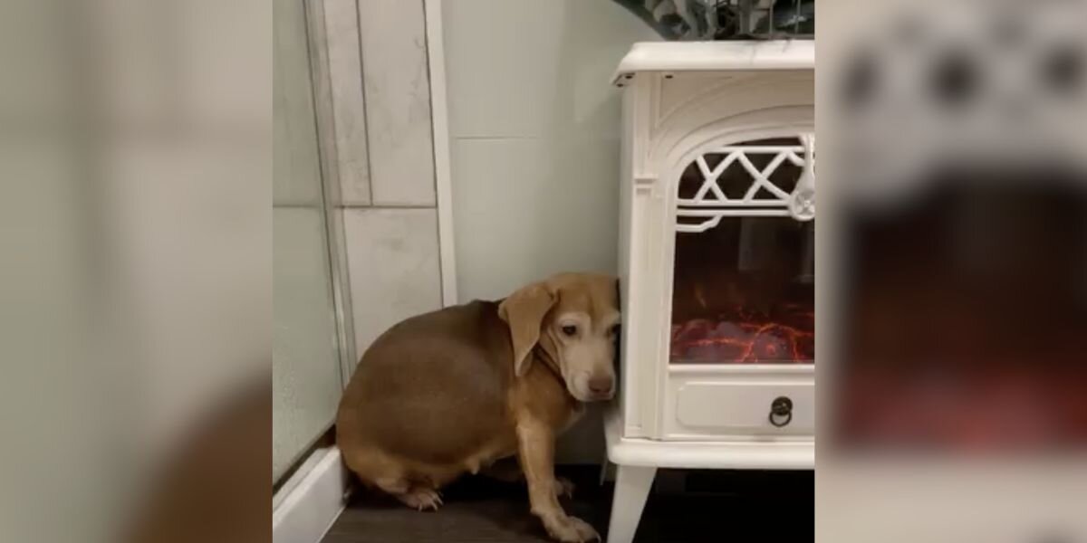 Terrified Rescue Beagle Wouldn't Look Anyone In The Eye Until She Met ...