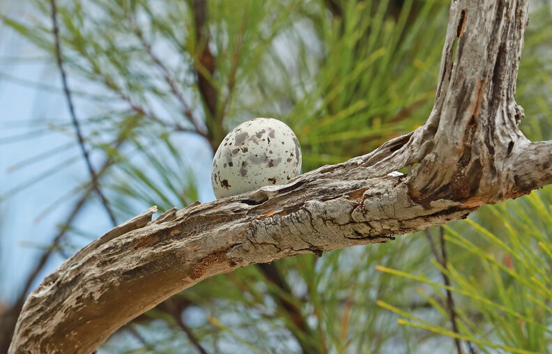 Bird Surprises Everyone With Her Clever Choice Of Nesting Spots - The Dodo