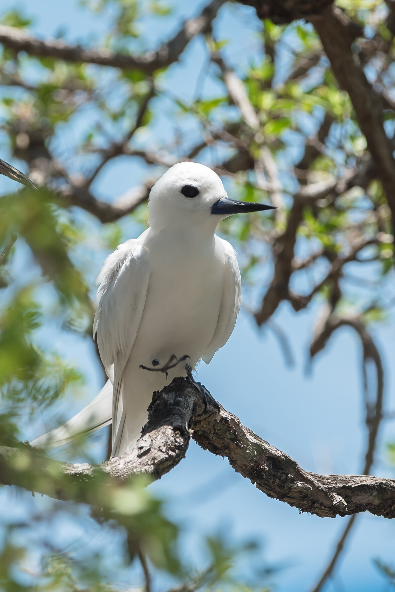 Bird Surprises Everyone With Her Clever Choice Of Nesting Spots - The Dodo