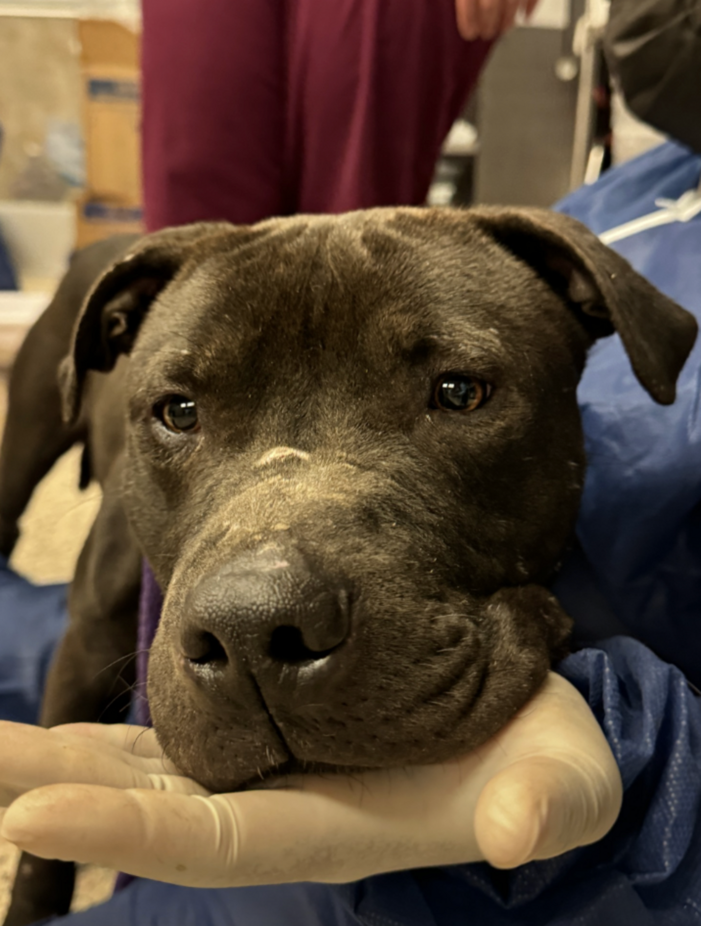 Dog Saved From 'Unimaginable Cruelty' Turns To Puddle In His Rescuer's ...