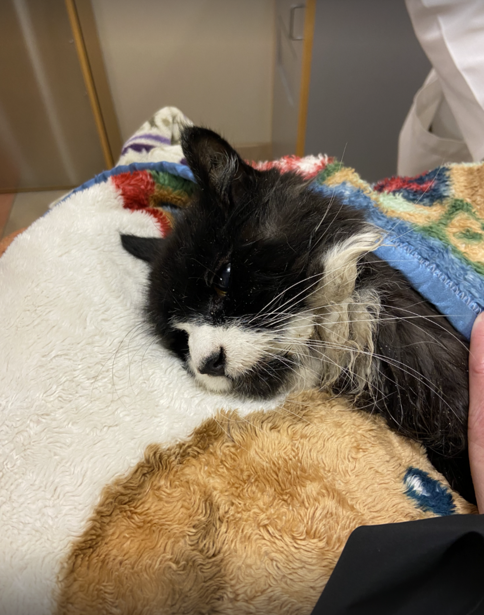 Woman Sees Cat Stranded On A Frozen Lake — Then The Ice Starts To Crack ...