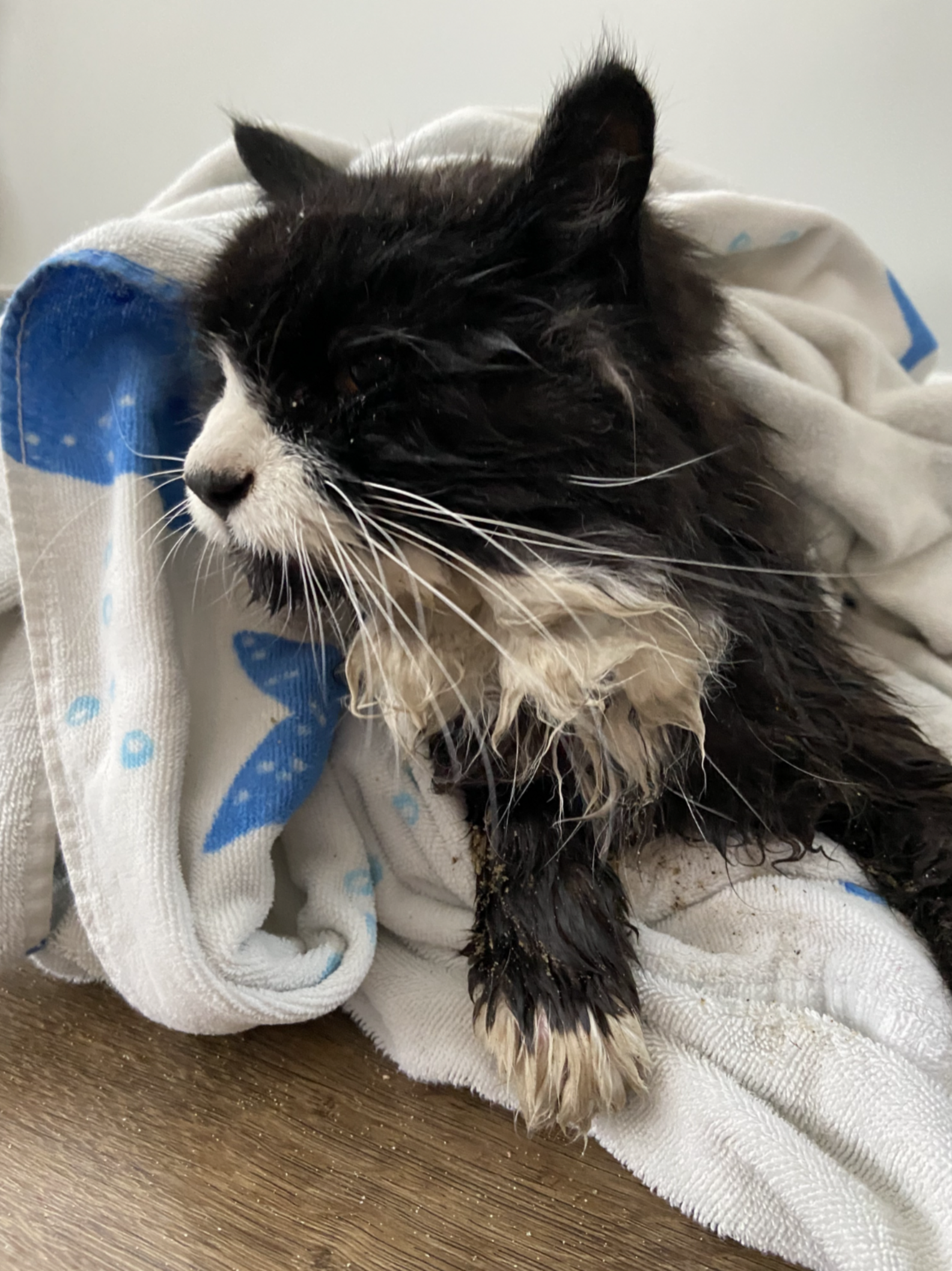 Woman Sees Cat Stranded On A Frozen Lake — Then The Ice Starts To Crack ...