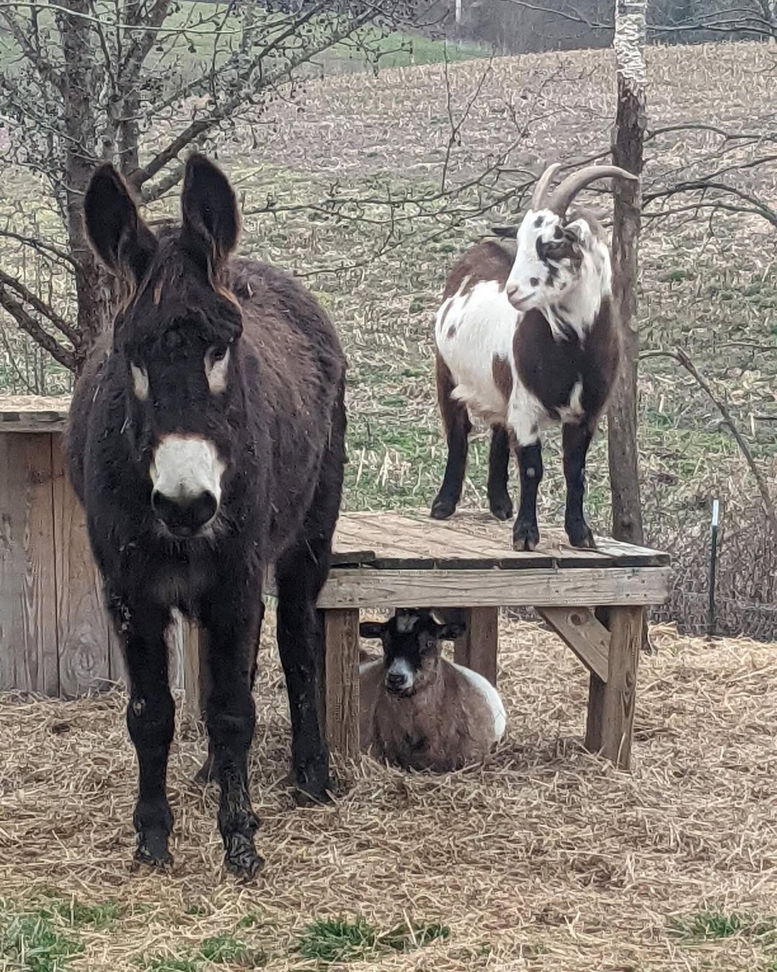 Blind Donkey Stops At Nothing To Break Into His Best Friend’s Stall ...
