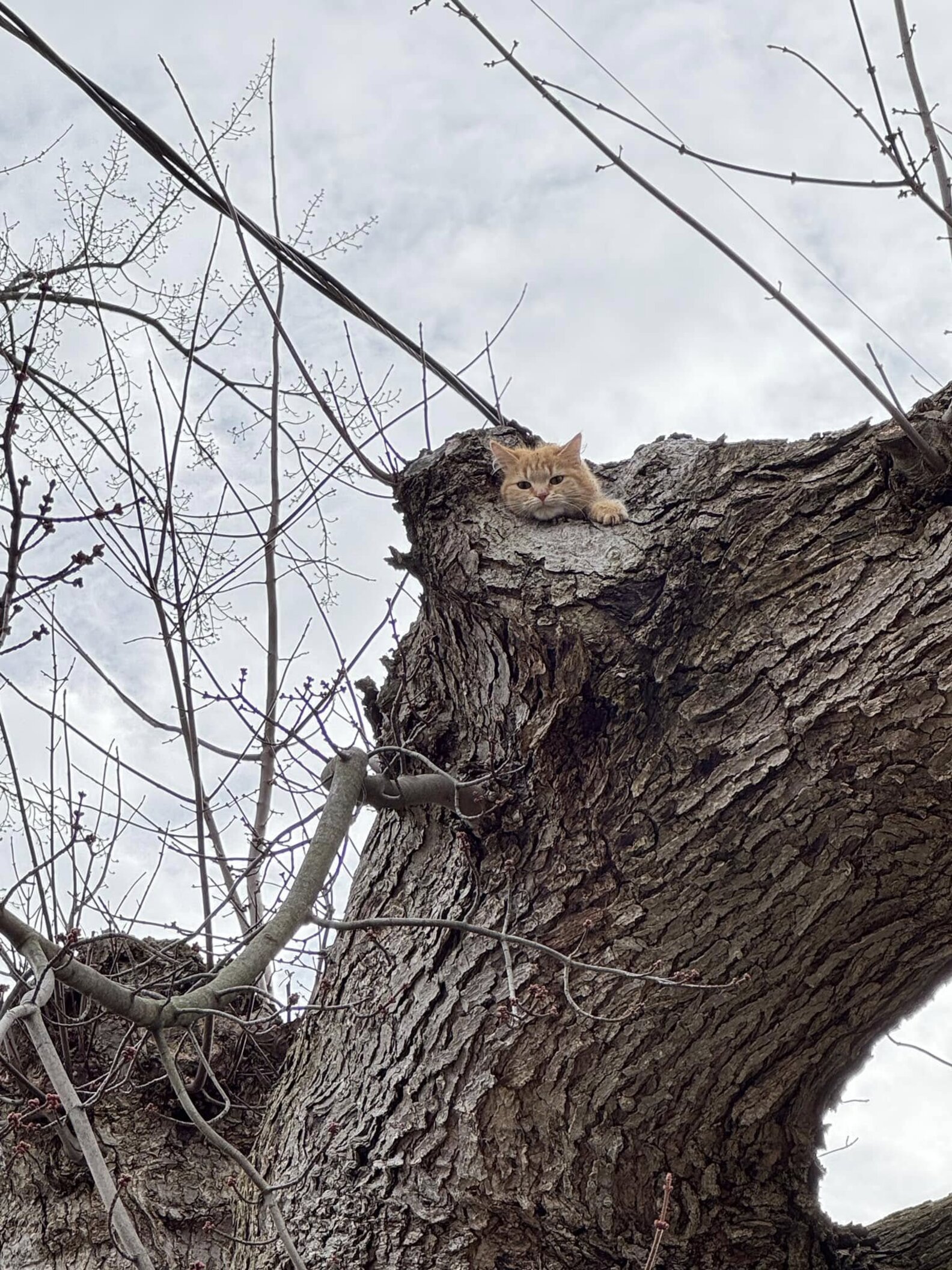 Rescuer Meets His Match Trying To Help 'Spicy' Cat Stuck In Tree - The Dodo