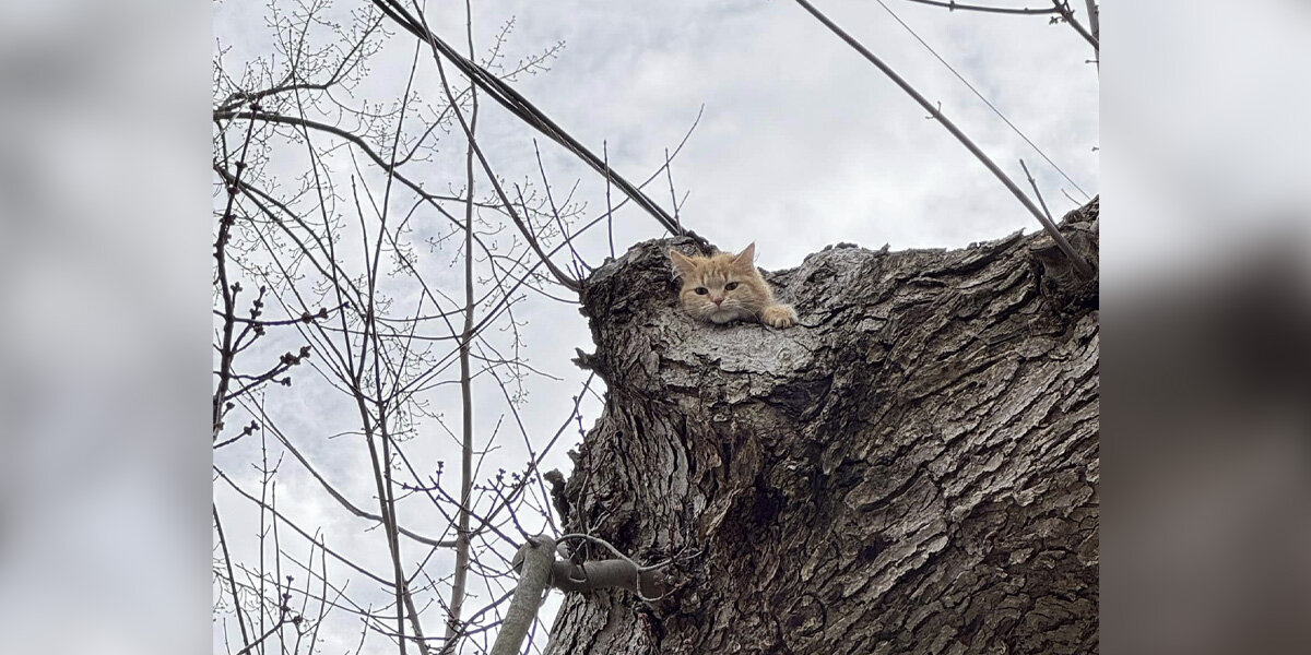 Rescuer Meets His Match Trying To Help 'Spicy' Cat Stuck In Tree - The Dodo