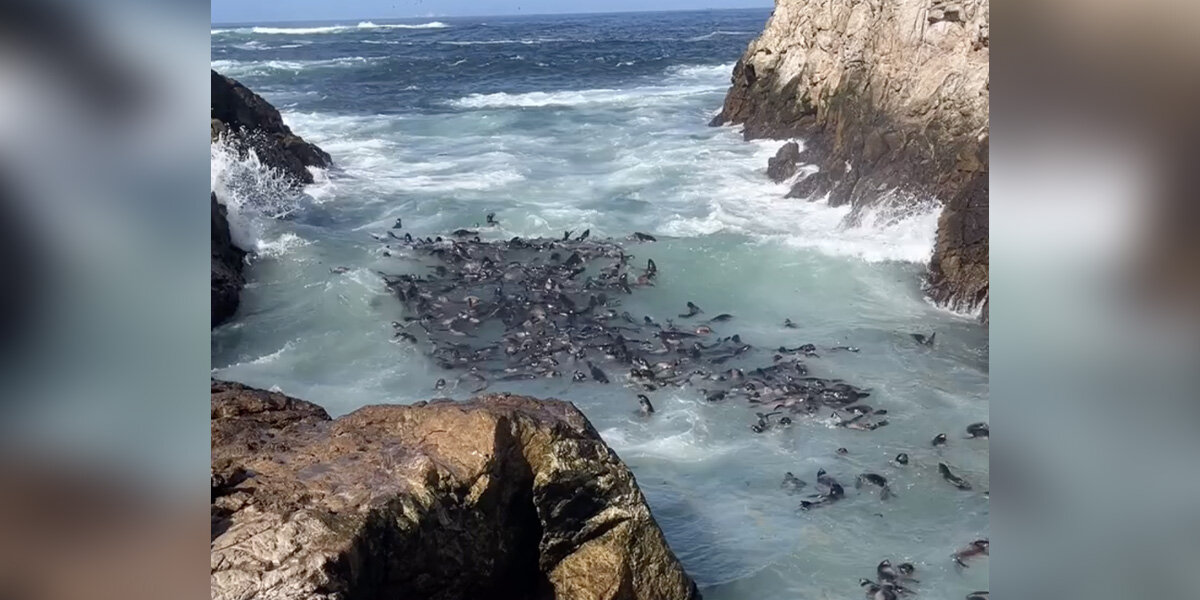 Thrilling Footage Captures Hundreds Of Babies At Play In 'Nature's Mosh ...