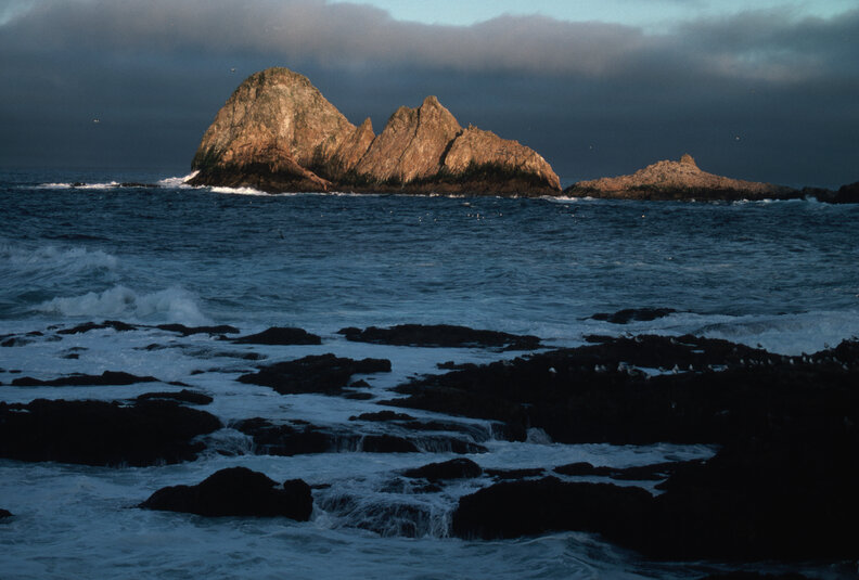 Thrilling Footage Captures Hundreds Of Babies At Play In 'Nature's Mosh ...