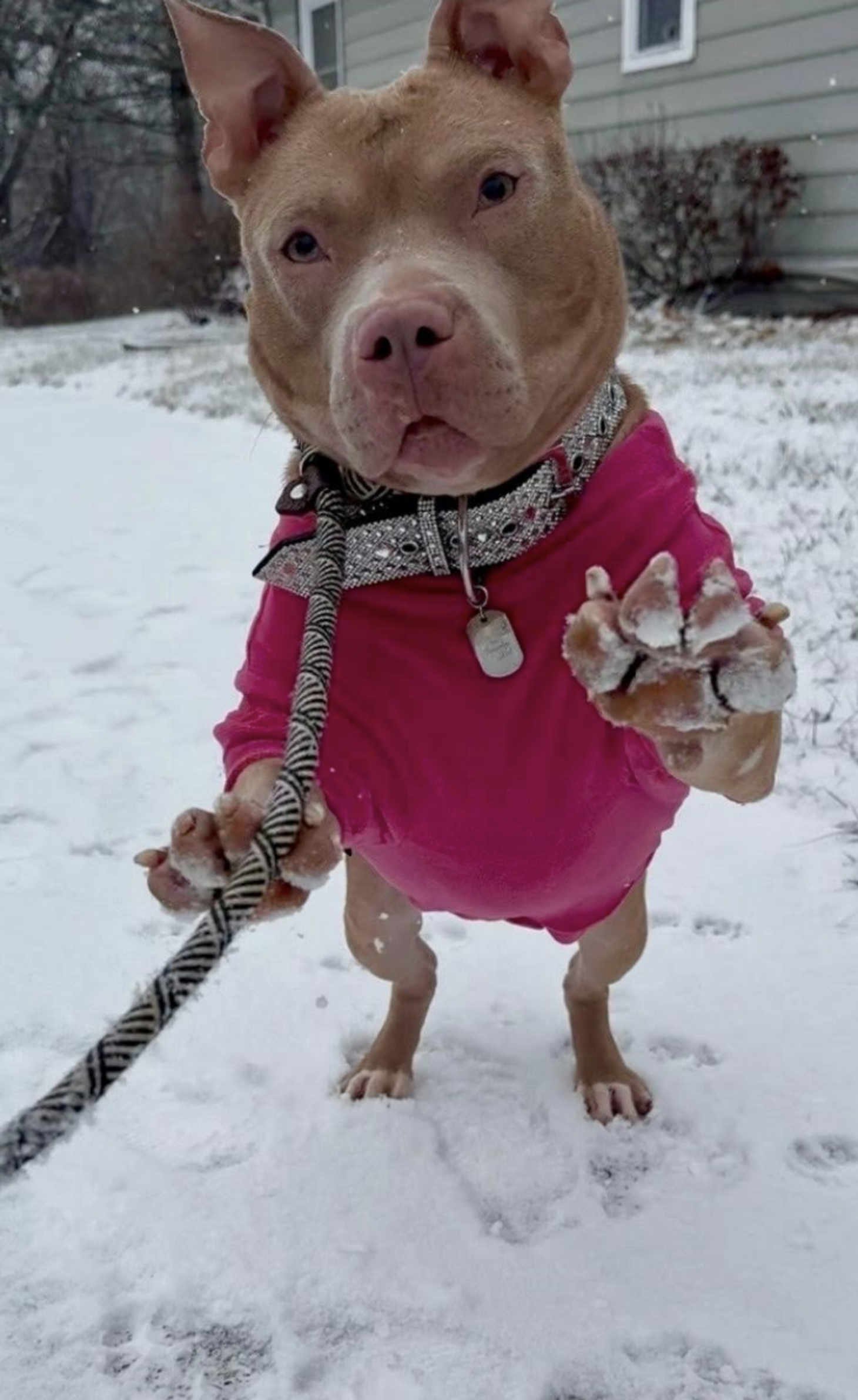 Watch The Moment This Shut-Down Shelter Dog's Dreams Finally Come True ...