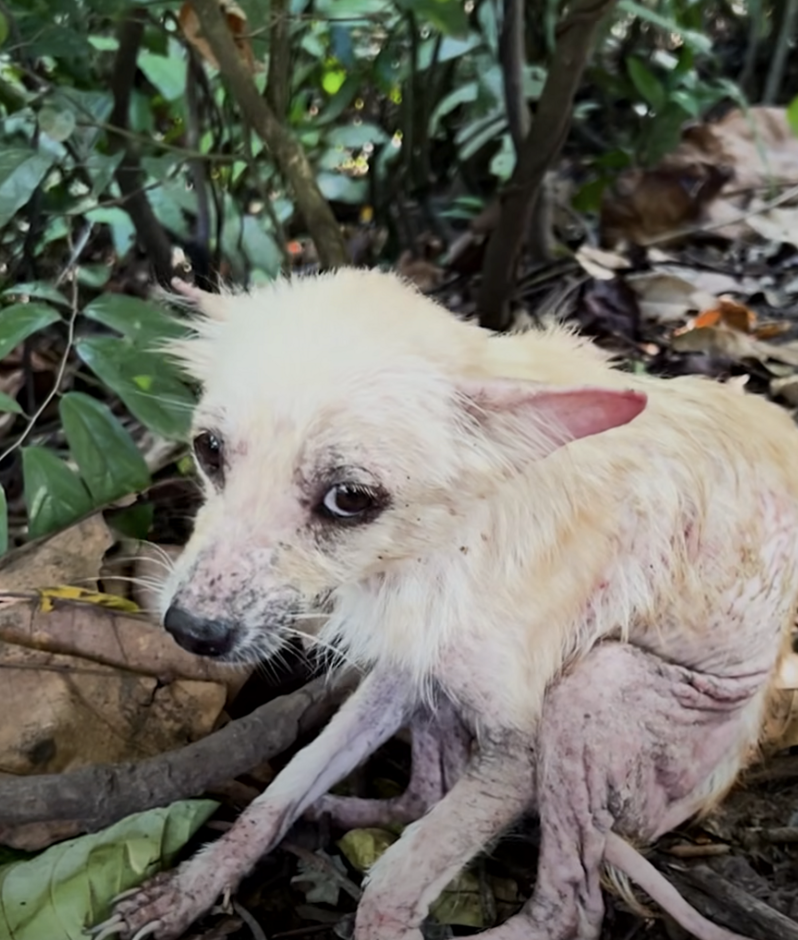 Naked Dog Left Shivering Alone In The Forest Is So Fluffy And Happy Now ...