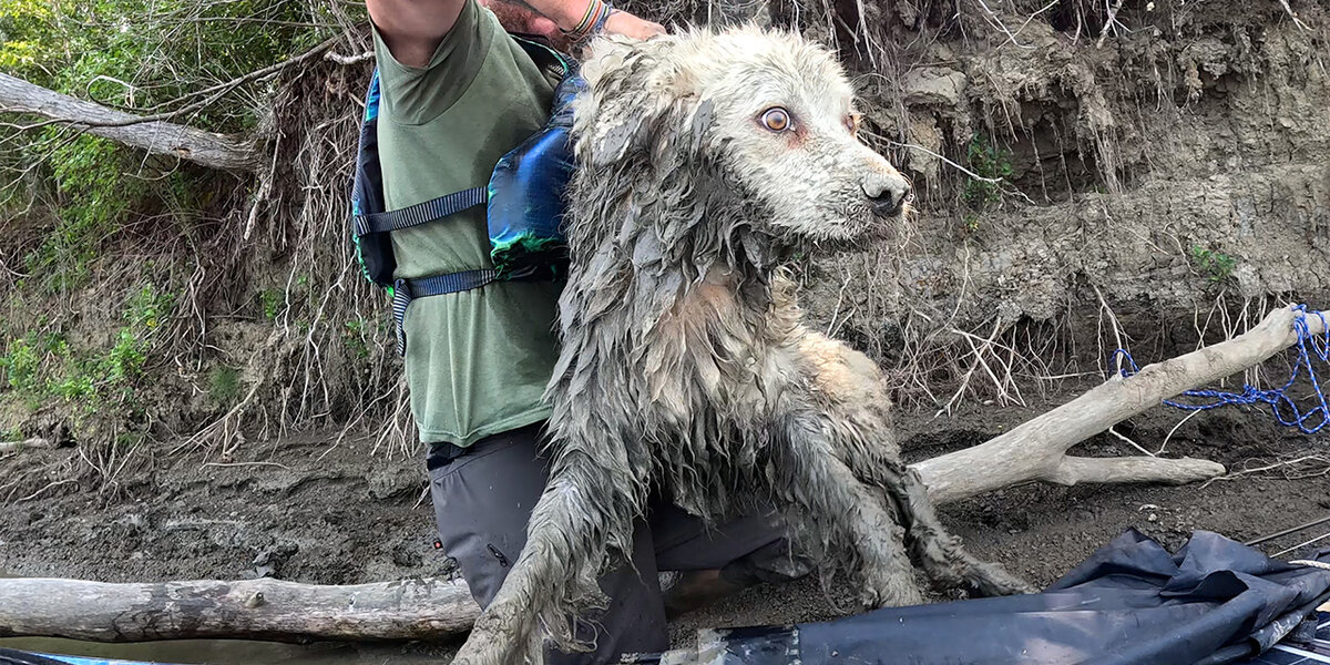 Guy Finds A Senior Dog Trapped Under A Log - Videos - The Dodo