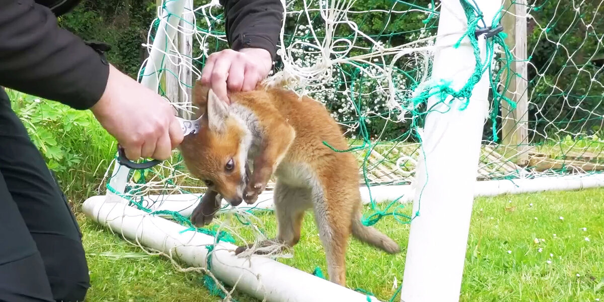 Baby Fox Stuck In Football Net Gets Rescued At Just The Right Time ...