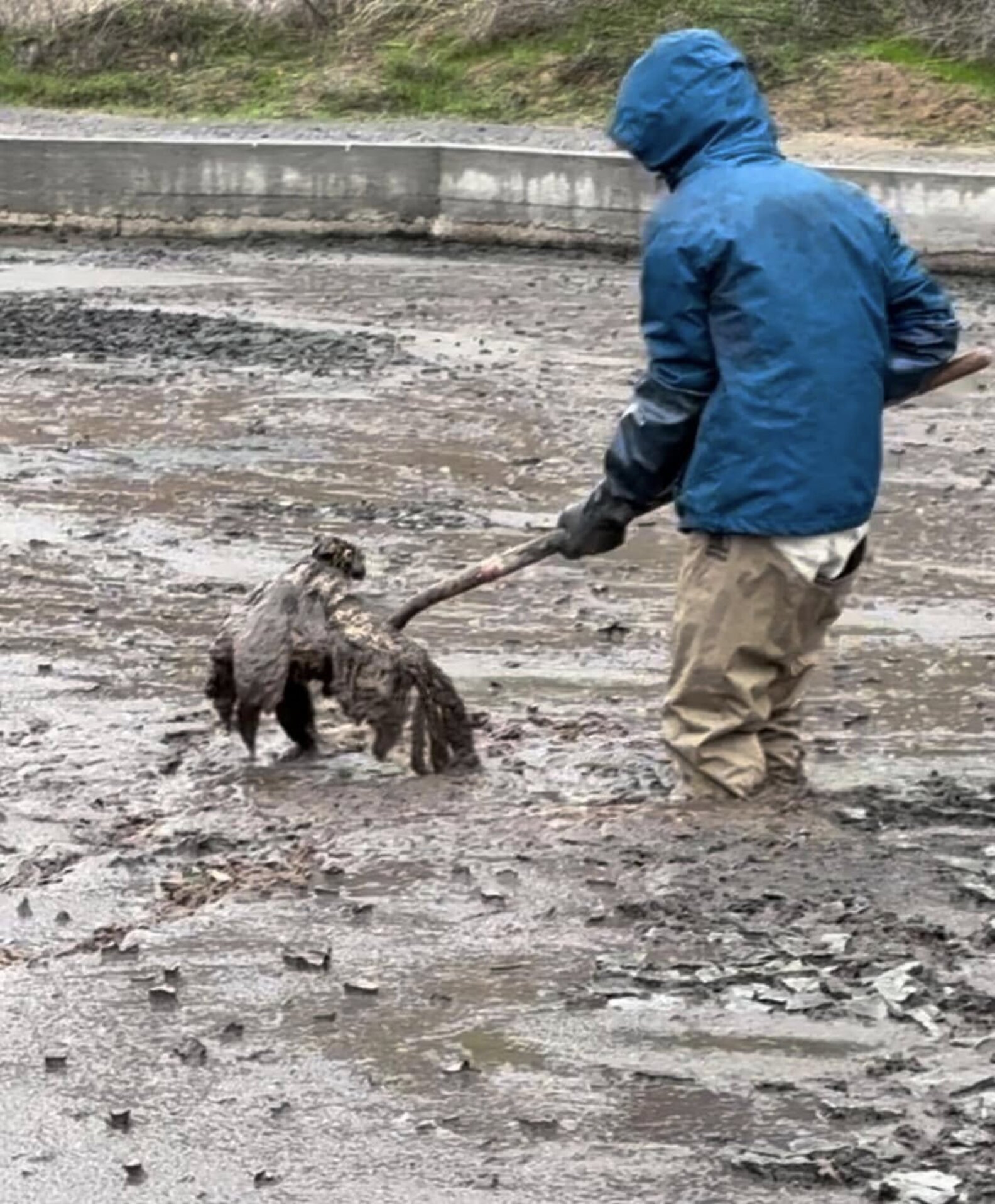 Worker Notices An Odd Lump In Sludge Pit — And It's Moving - The Dodo