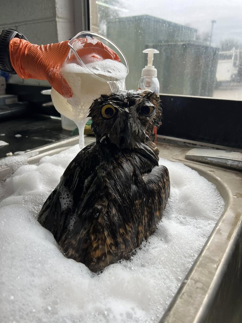 Worker Notices An Odd Lump In Sludge Pit — And It's Moving - The Dodo