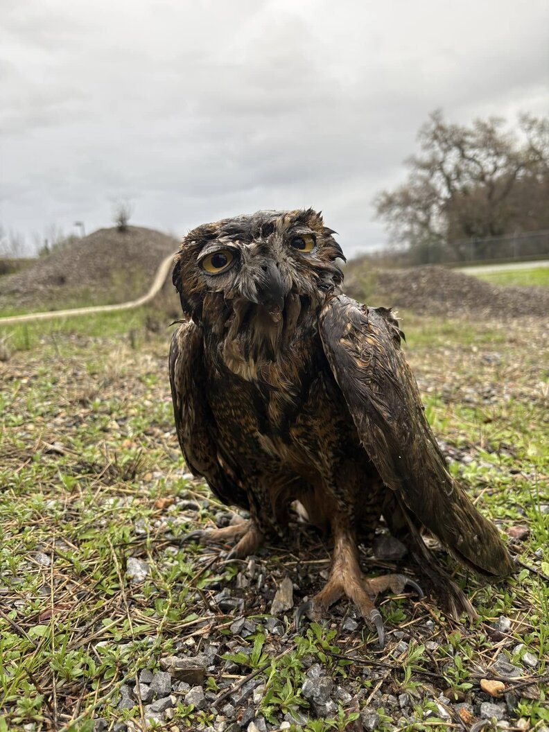 Worker Notices An Odd Lump In Sludge Pit — And It's Moving - The Dodo