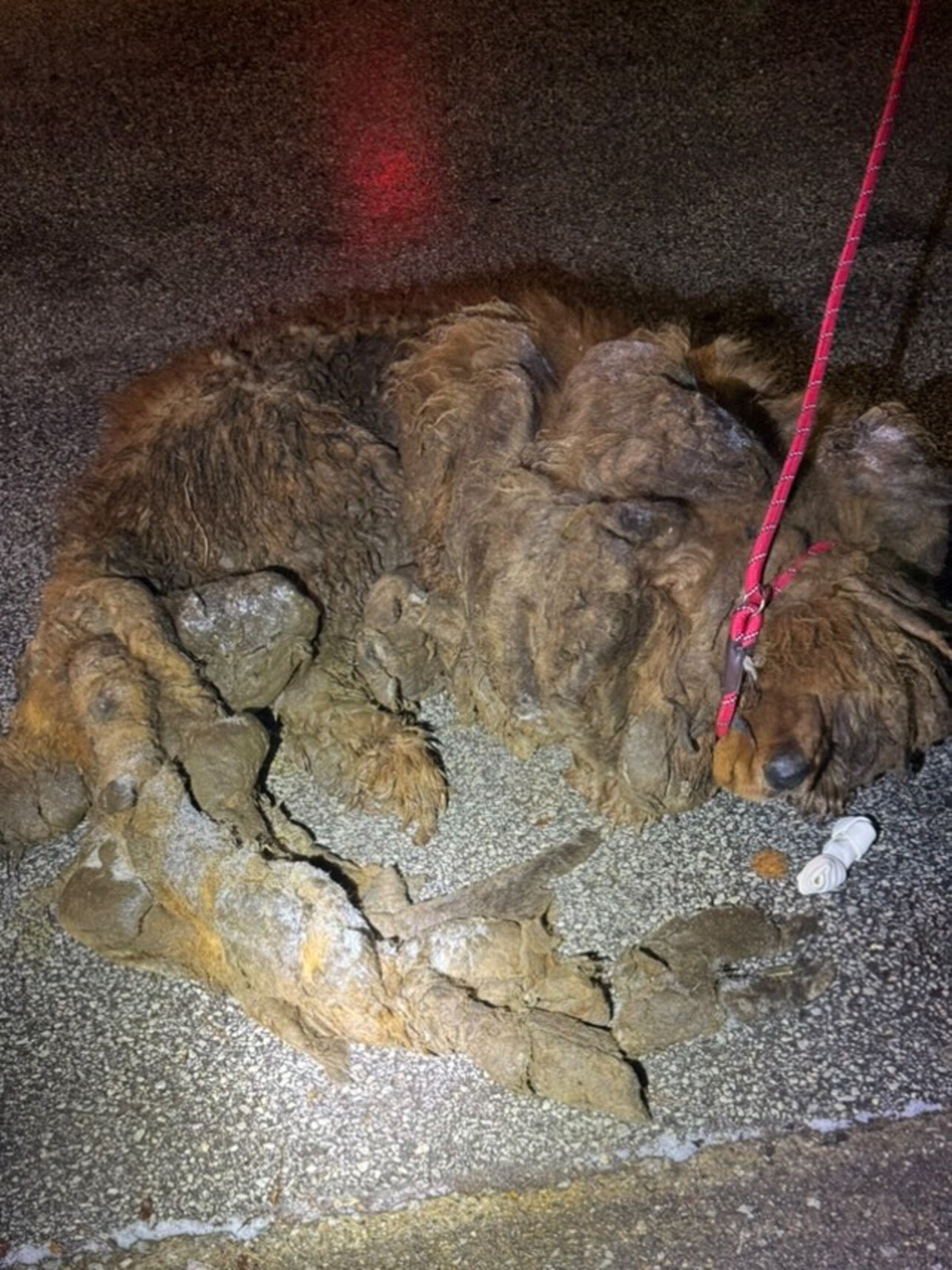 She Was Being Buried Alive Under Her Own Fur. Now She's Unrecognizable ...