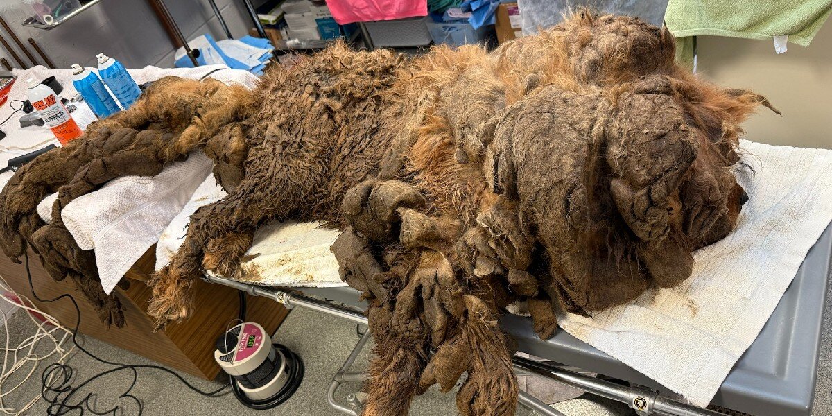 She Was Being Buried Alive Under Her Own Fur. Now She's Unrecognizable ...