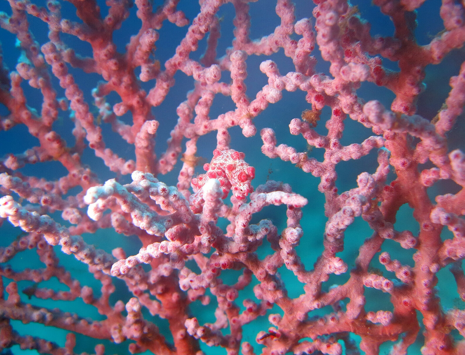There's Someone Hiding In The Coral Who's Only The Size Of A Fingernail ...
